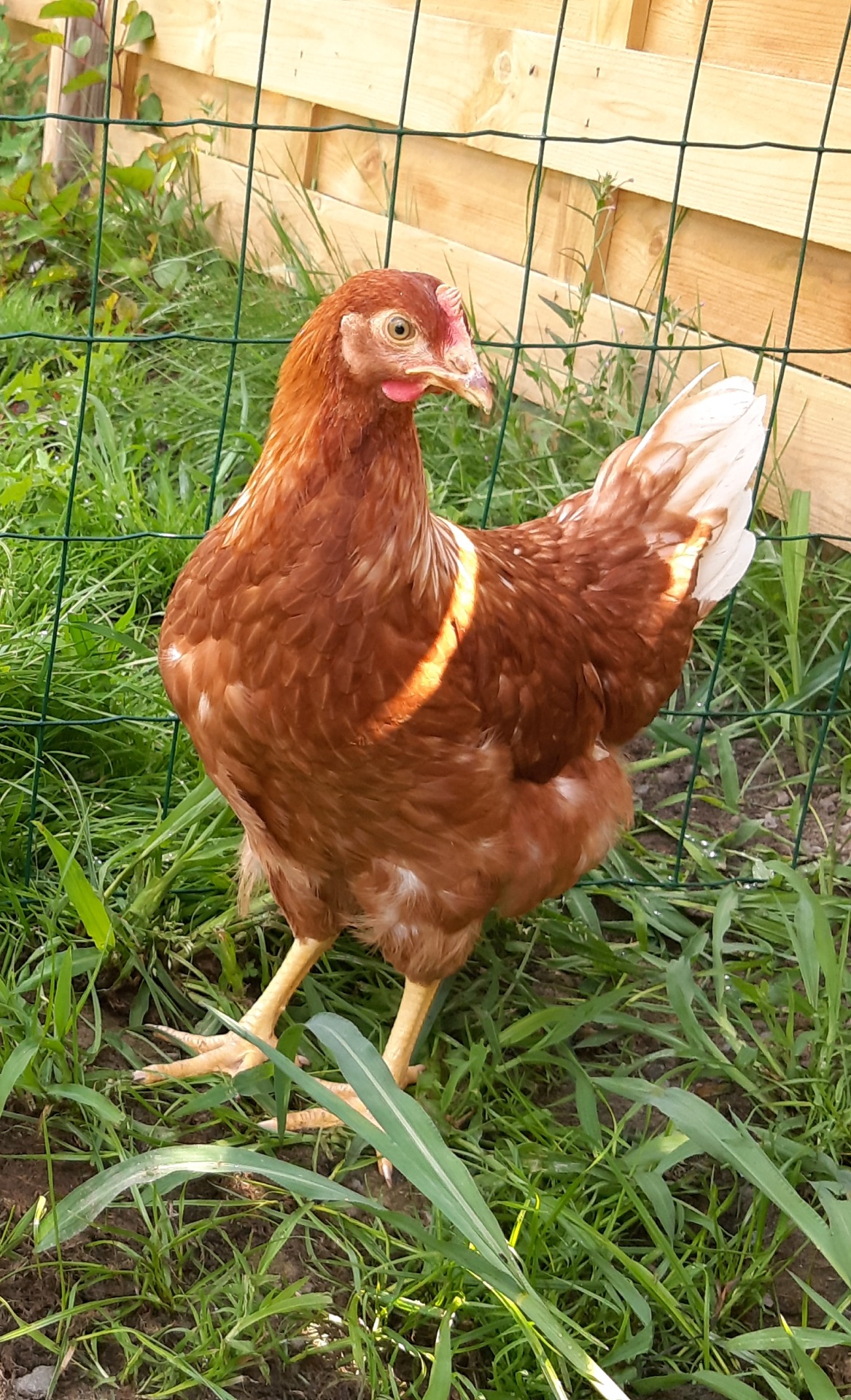 Legkippen :: Het Bressehuis