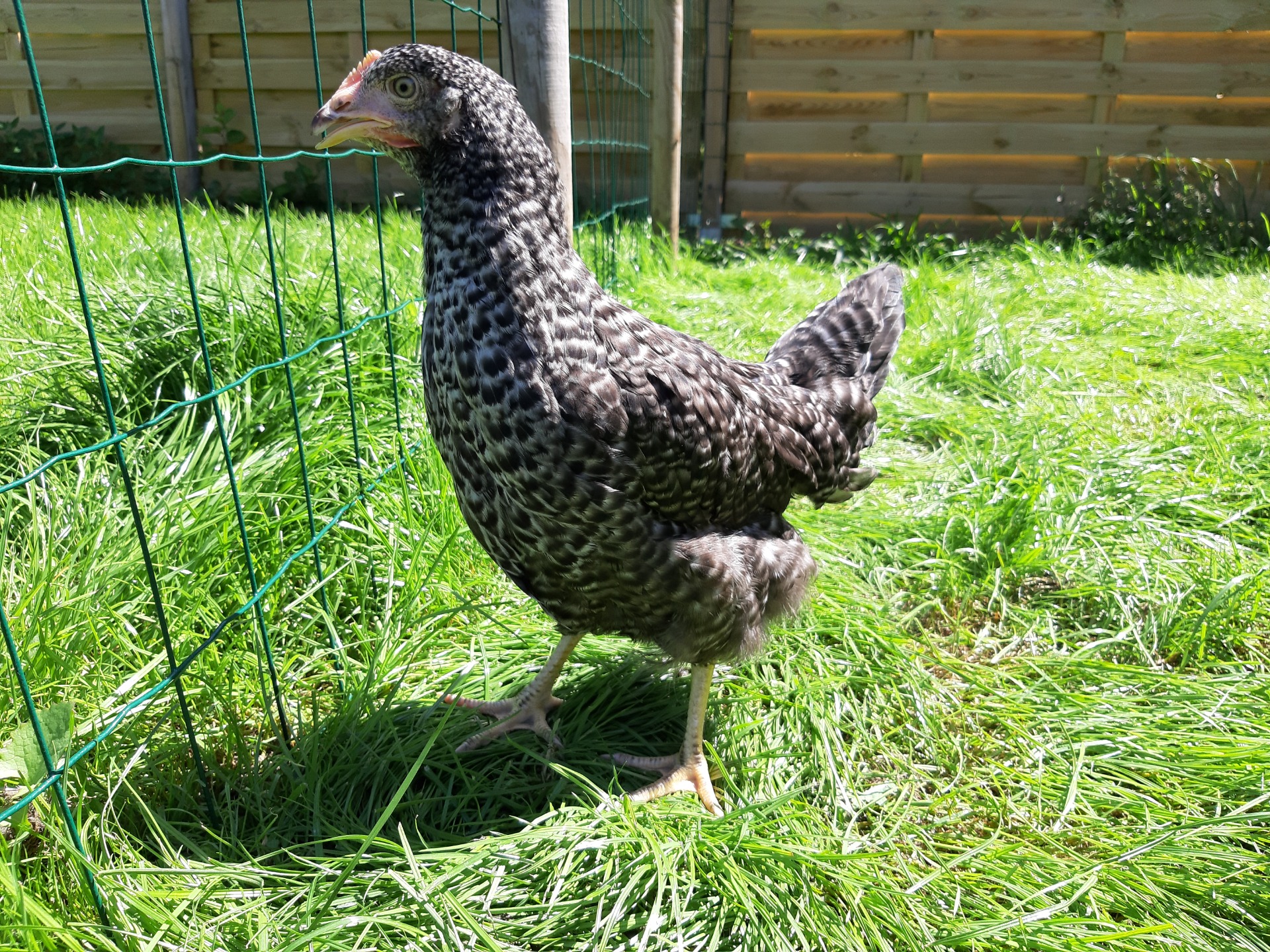 Legkippen :: Het Bressehuis