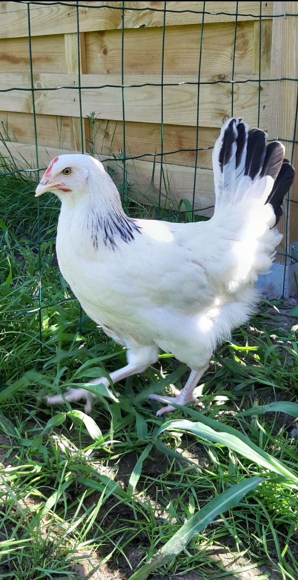 Legkippen :: Het Bressehuis