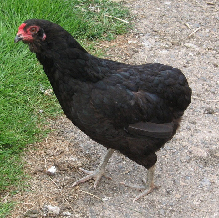 sierkippen