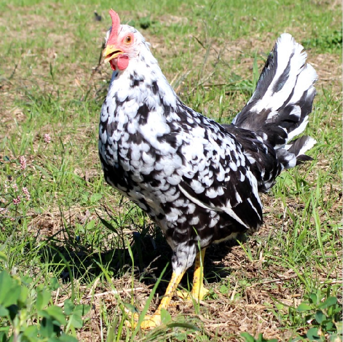 Leghorn Exchequer :: Het Bressehuis
